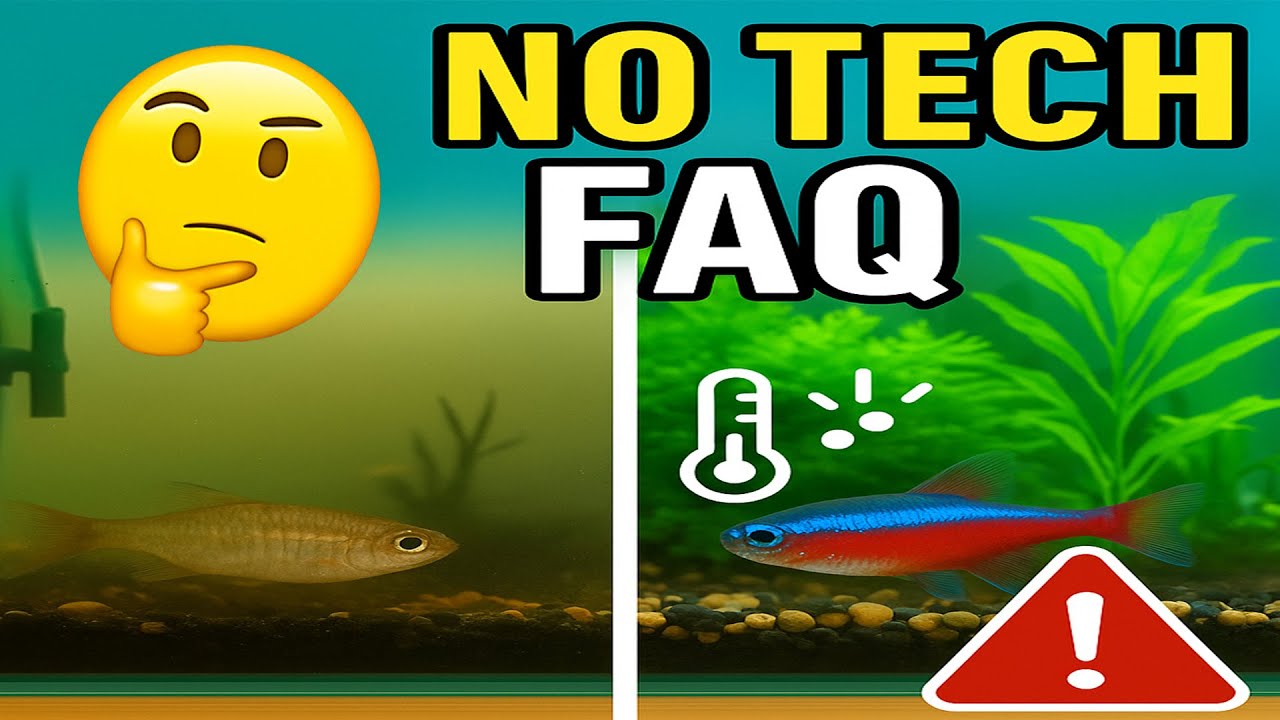 No-Tech Aquarium FAQ: Can You Really Keep Fish