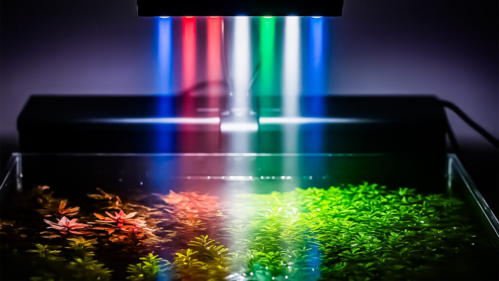 Walstad Method Aquarium – No Filter, Full Balance