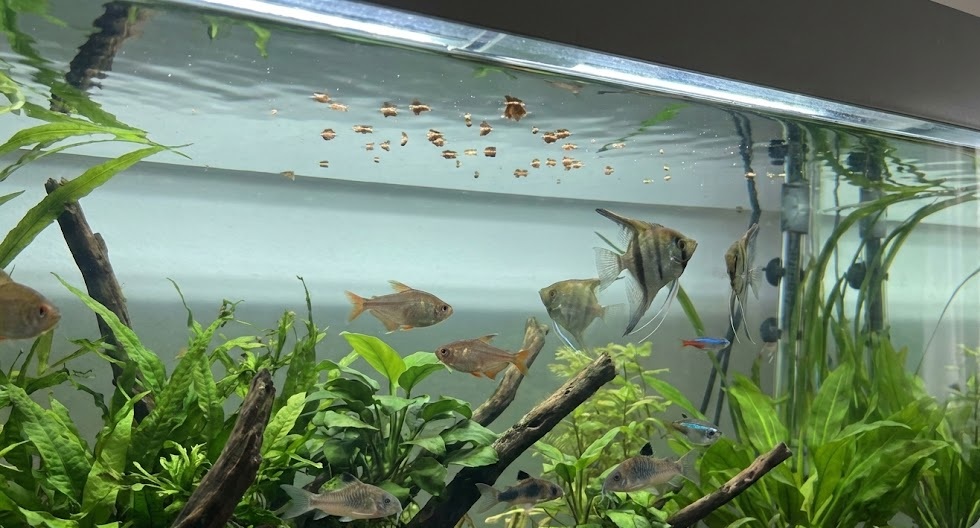 Fish Not Eating? Why They Suddenly Stop Feeding